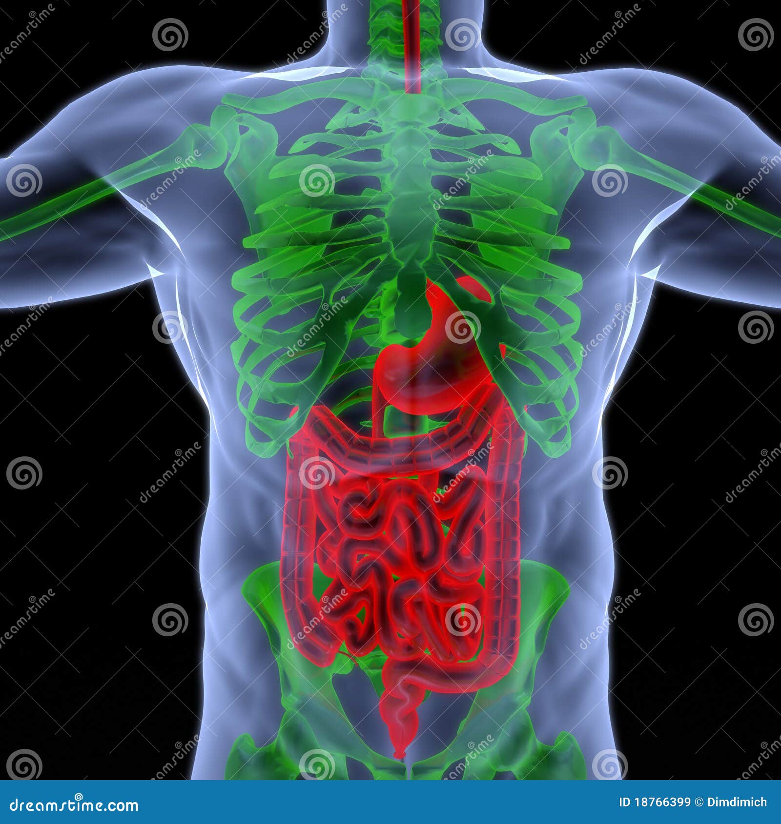 Intestine stock illustration. Illustration of digestive - 18766399