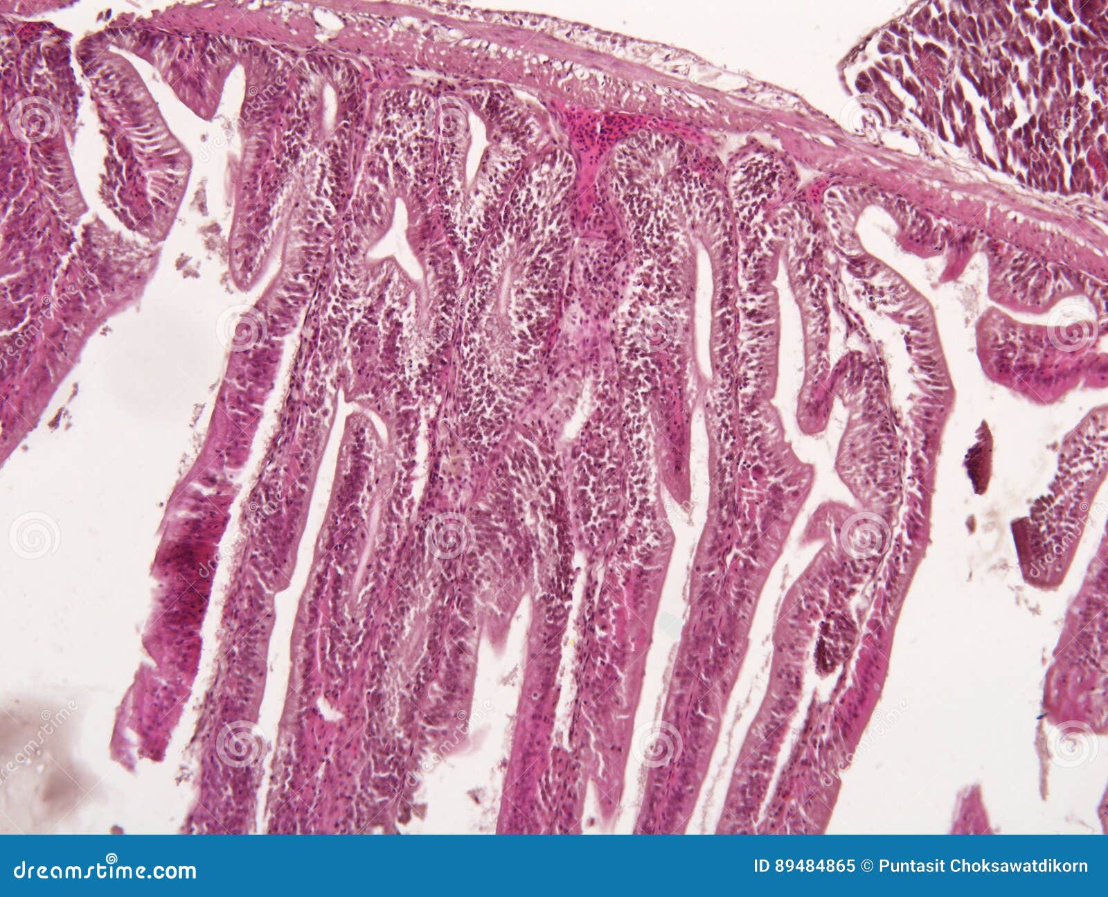 Animal Tissue Samples Under The Microscope. Stock Photo | CartoonDealer ...