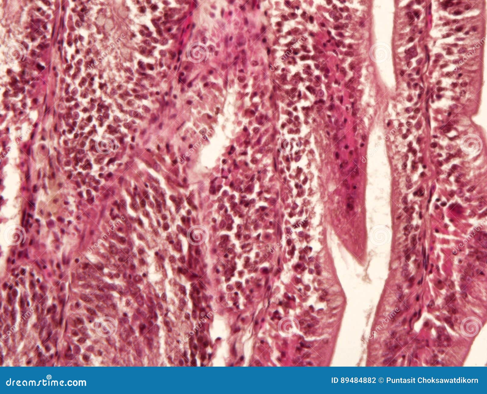 Intestine animal tissue stock photo. Image of digestive - 89484882