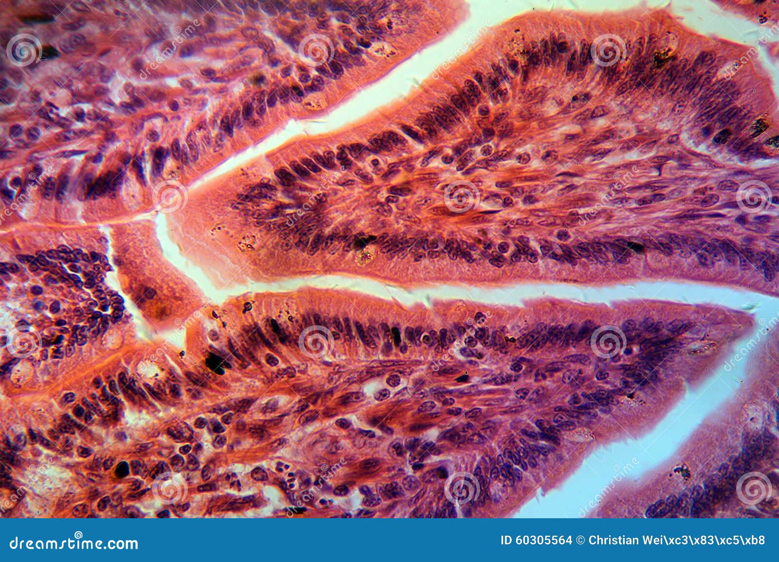Intestine Cells Under the Microscope Stock Photo - Image of mammalian ...