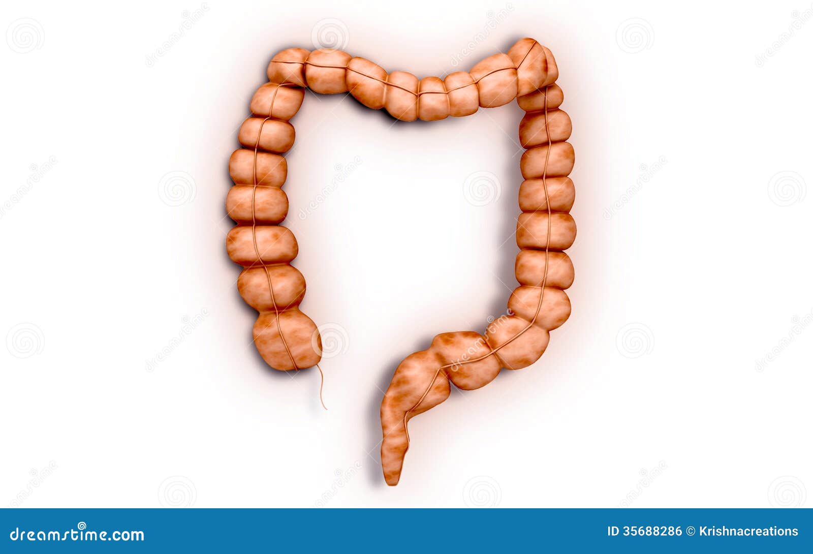 3d Texture Intestine Background Stock Illustration | CartoonDealer.com ...
