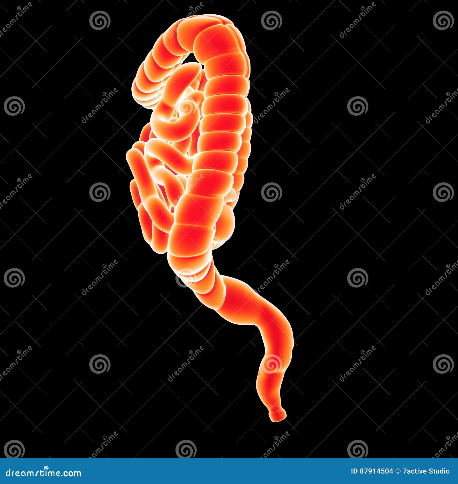 Intestine lateral view stock illustration. Illustration of sigmoid ...