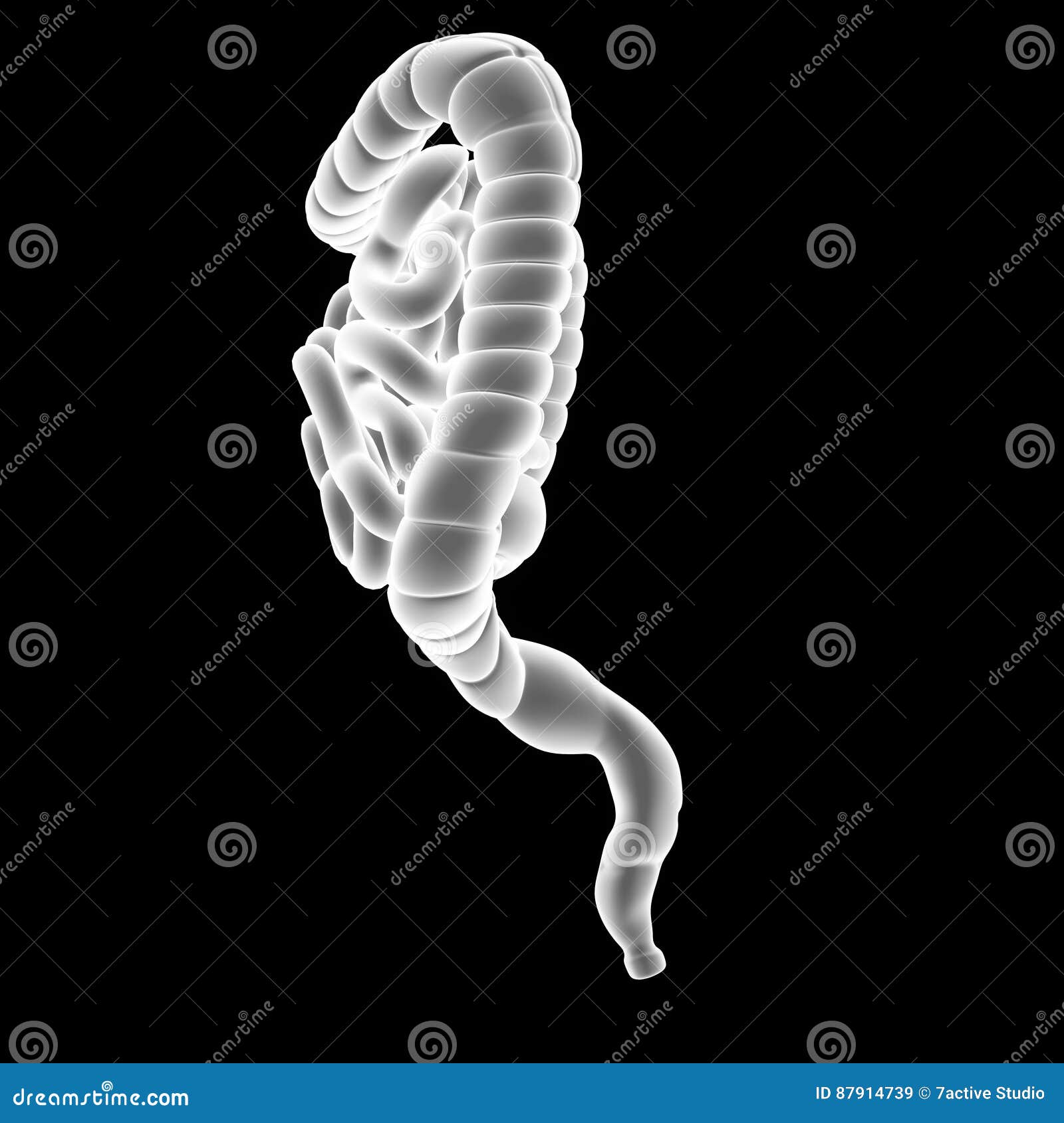 Intestine lateral view stock illustration. Illustration of anatomy ...