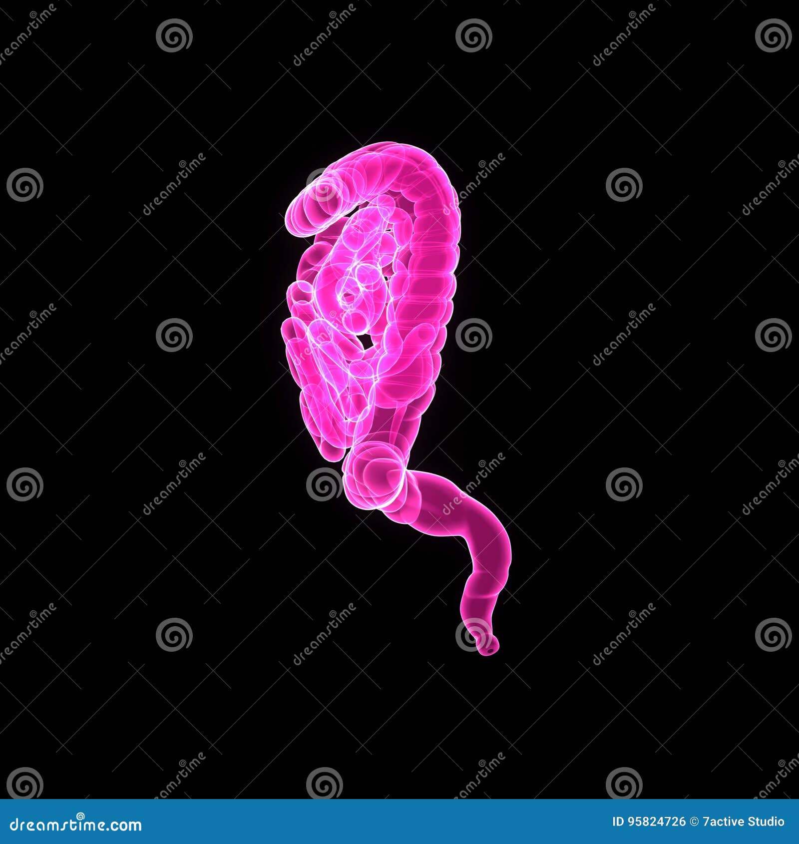 Intestine Lateral view stock illustration. Illustration of duodenum ...