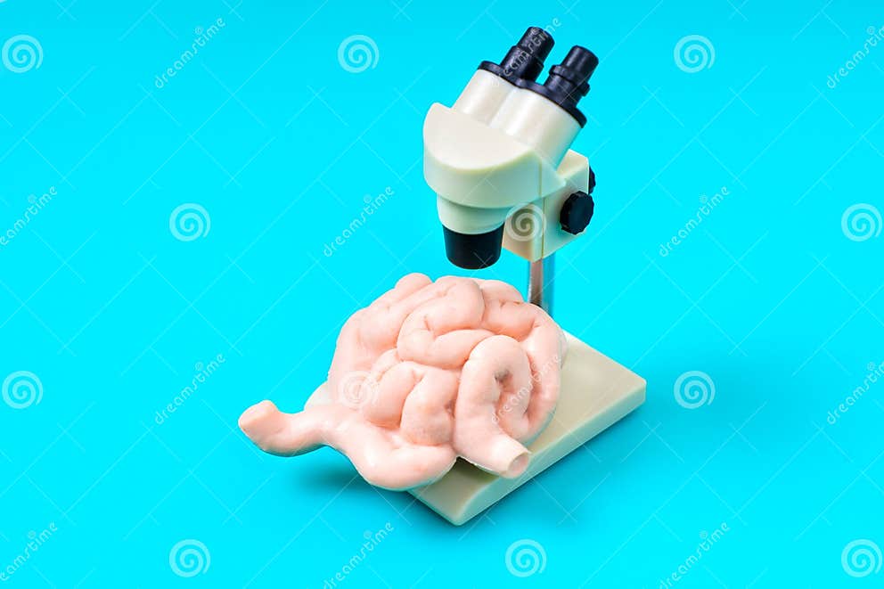 Intestine Model Displayed Under Microscope for Clarity Stock Image ...