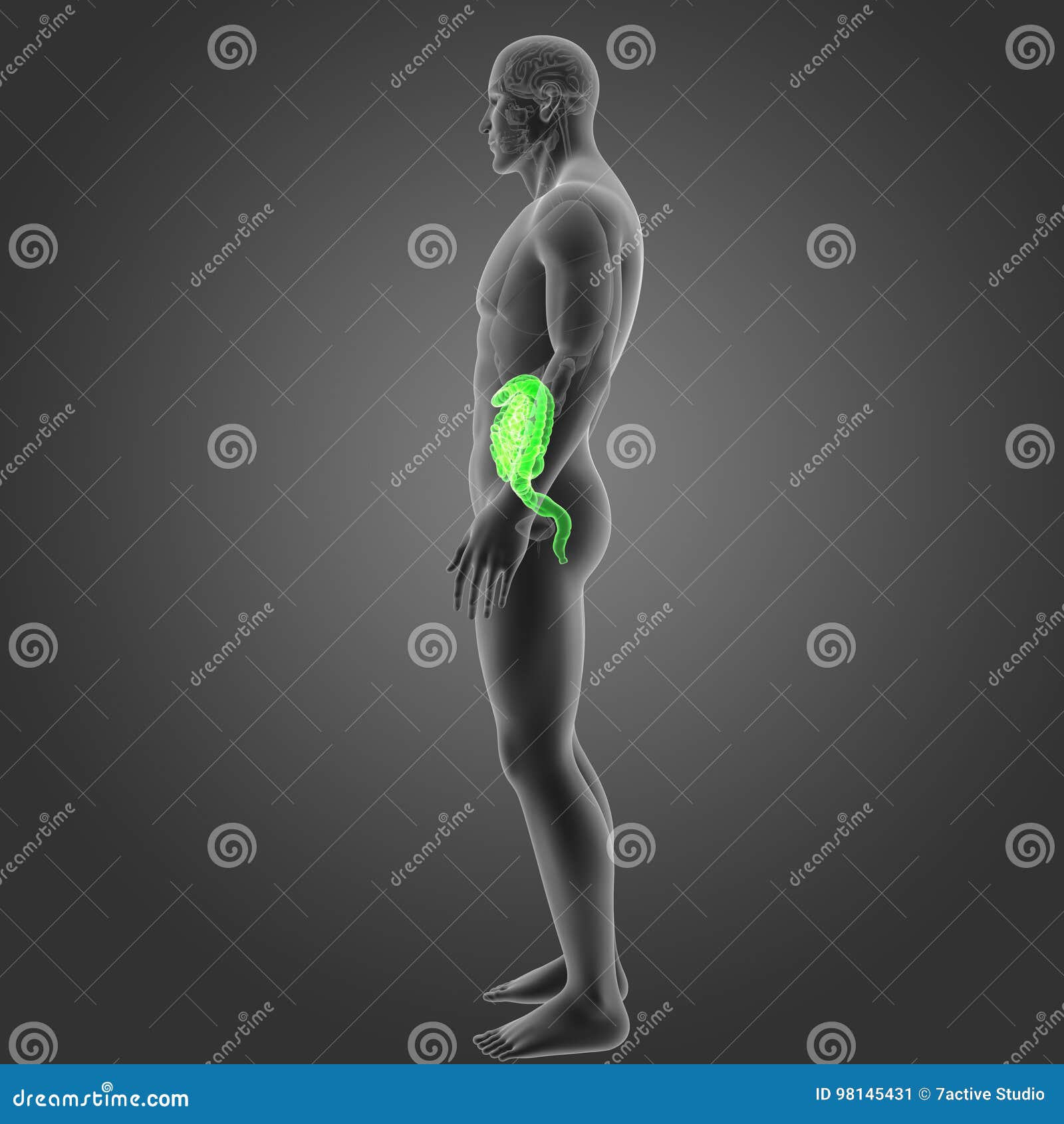 Intestine with Organs Lateral View Stock Illustration - Illustration of ...
