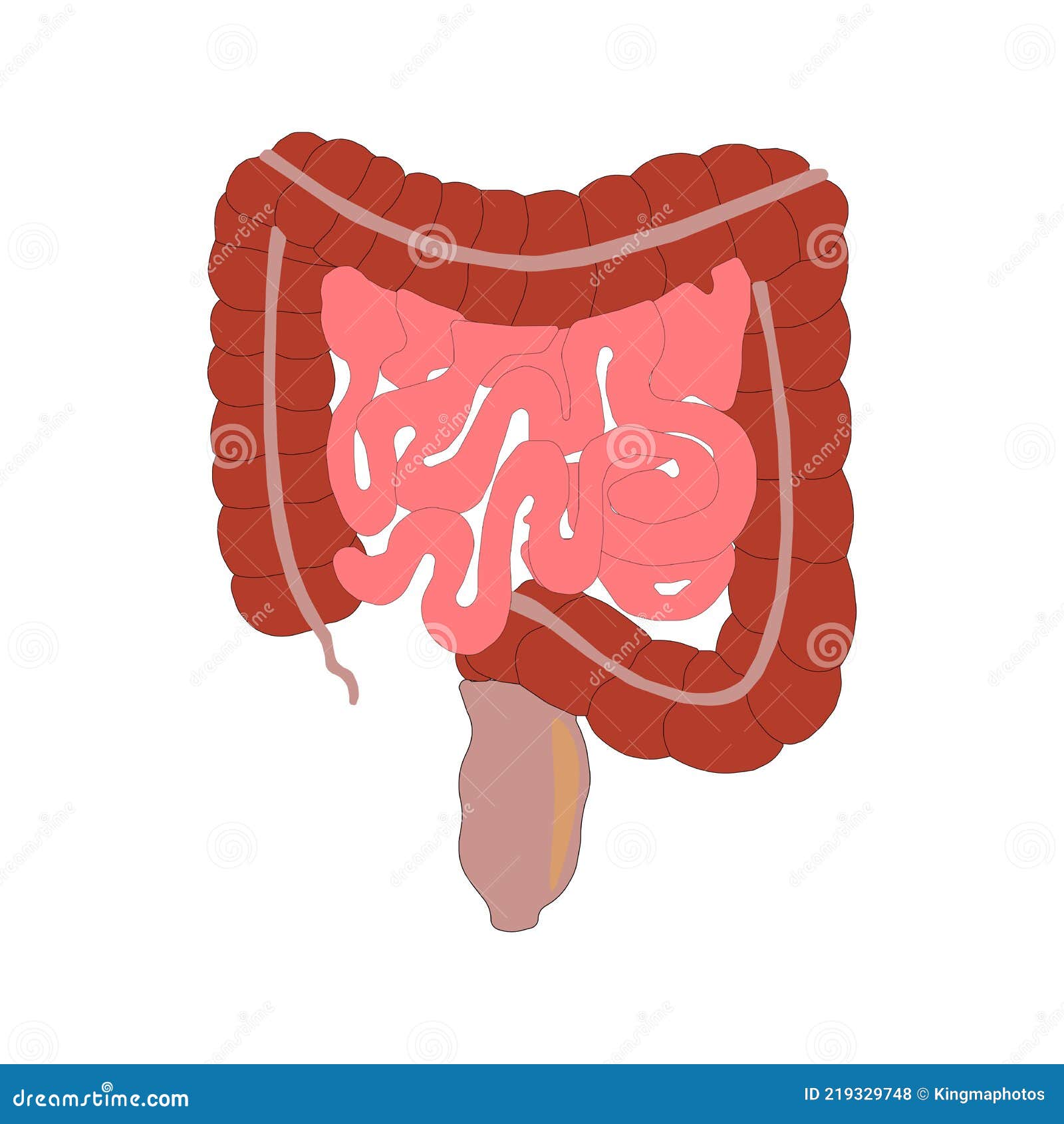 Small and Large Intestine 3D Colored Vector Image Isolated on White for ...