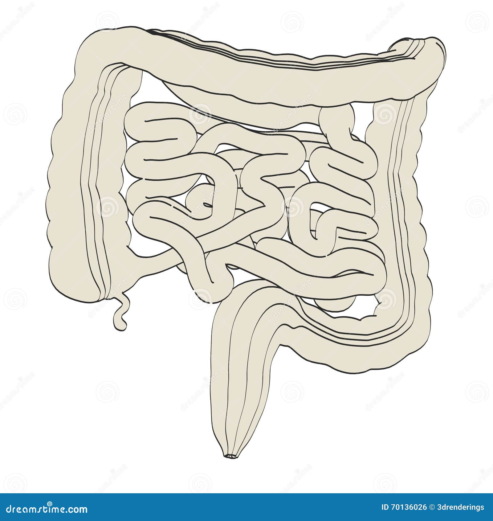 Intestines stock illustration. Illustration of anatomy - 70136026