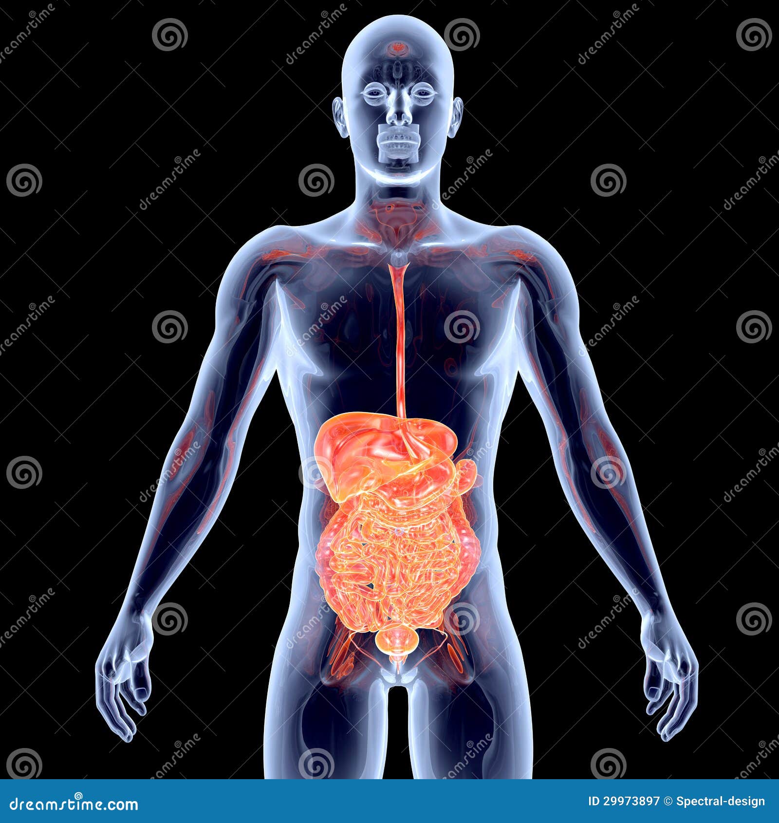 Internal Organs - Intestines Stock Illustration - Illustration of ...