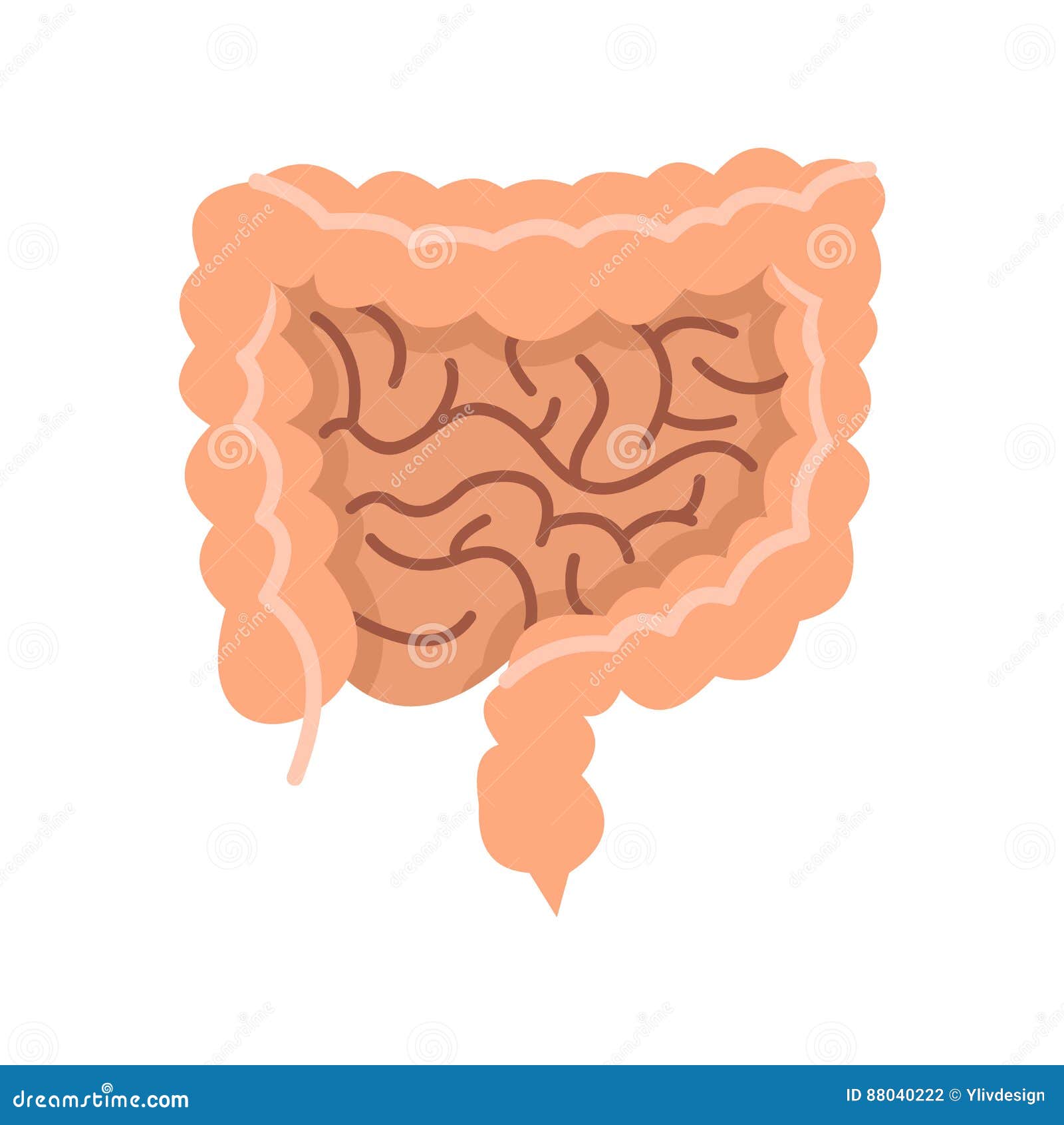 Intestines Icon Vector Isolated On White Background, Logo Concept Of ...