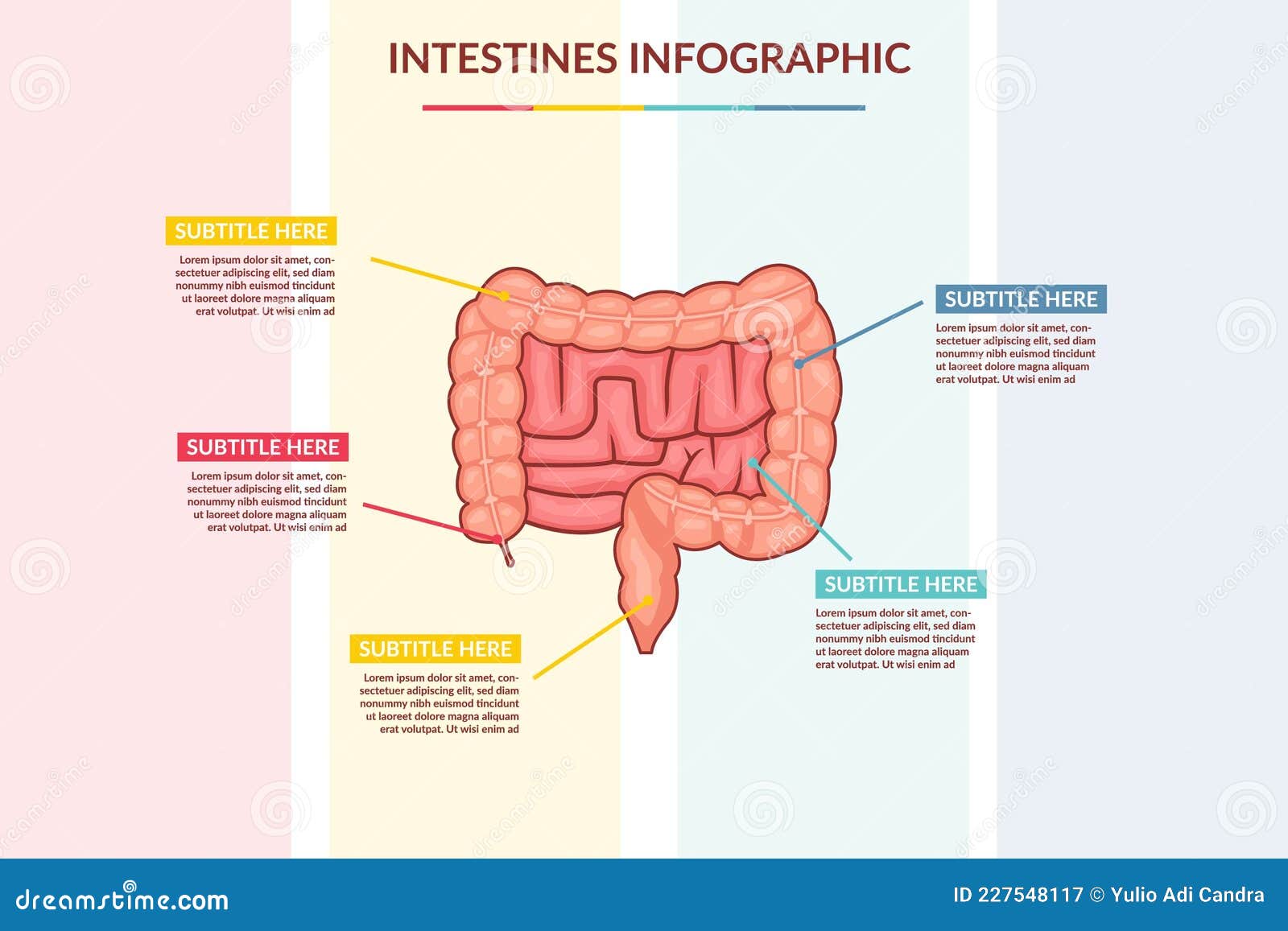 Intestines Infographic Vector Template Concept Stock Vector ...