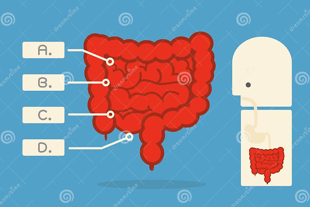 Intestines infographics stock vector. Illustration of biology - 32329856