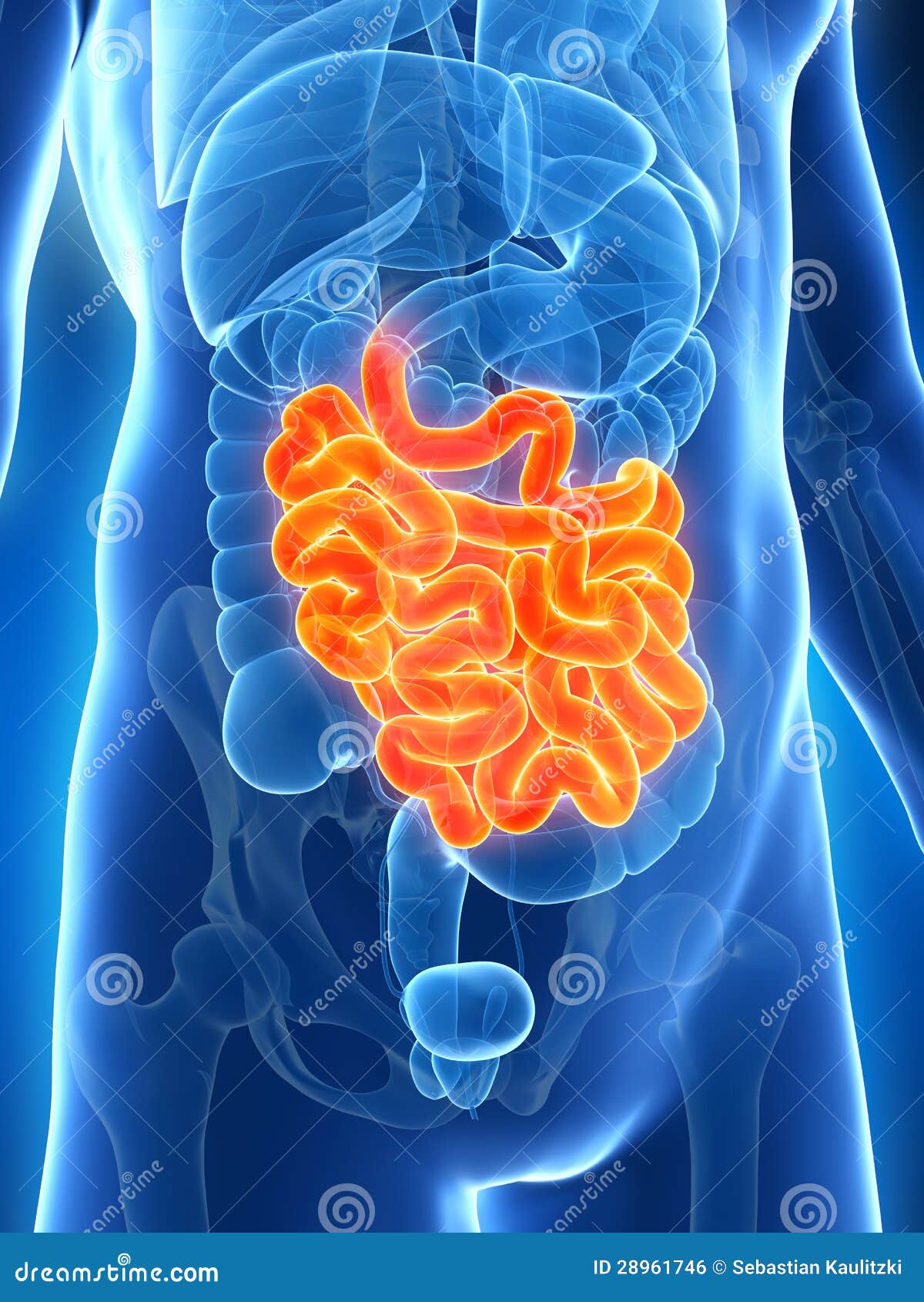 Intestini Tenui Evidenziati Illustrazione di Stock - Illustrazione di ...