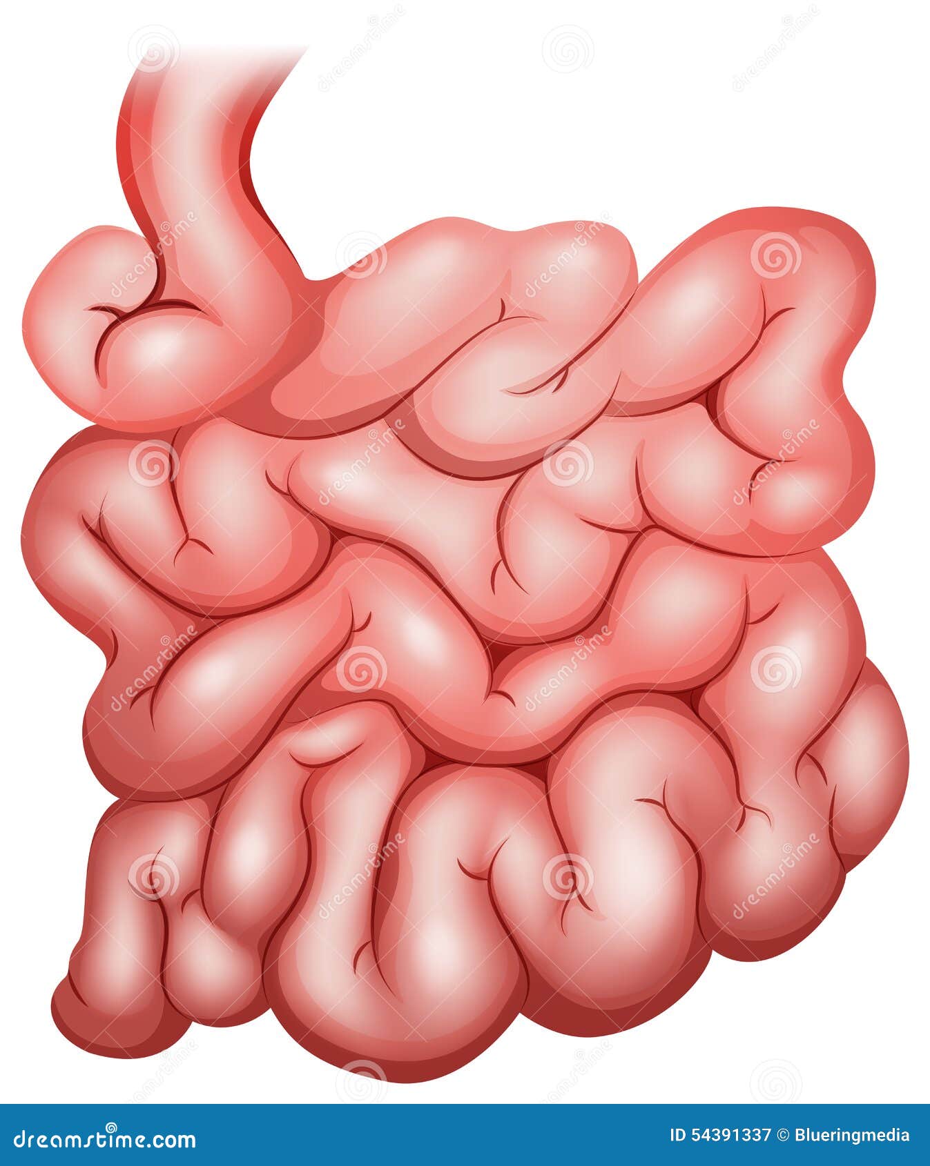 Intestino illustrazione vettoriale. Illustrazione di bordo - 54391337