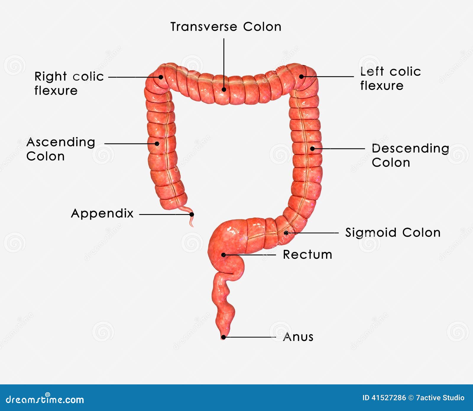Intestino Crasso Identificato Illustrazione di Stock - Illustrazione ...