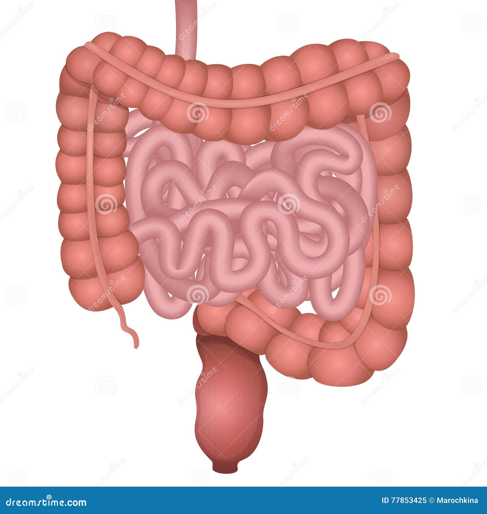 Intestino Da Imagem Do Trato Digestivo Ilustração do Vetor - Ilustração ...