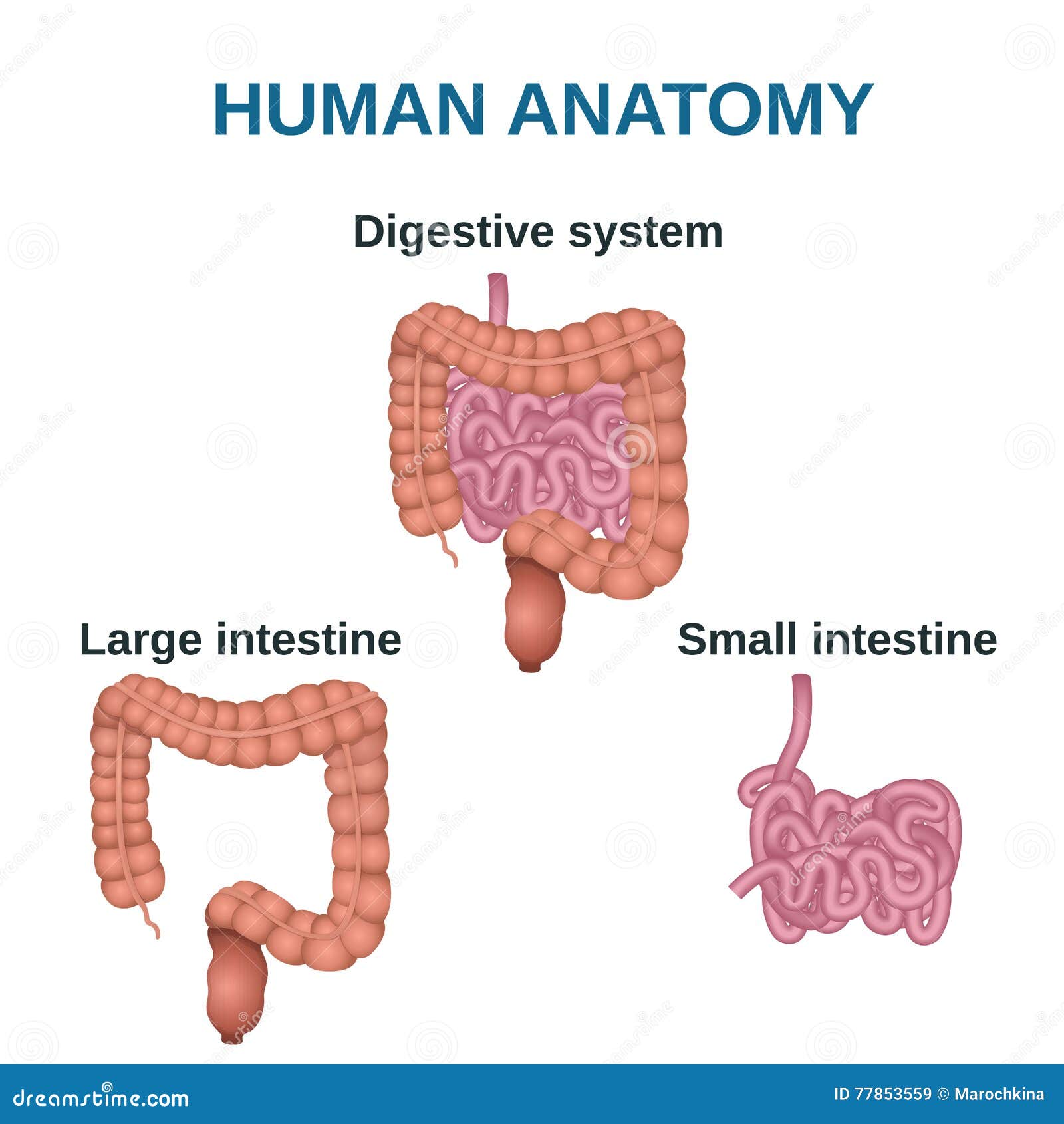 Intestino Da Imagem Do Trato Digestivo Ilustração do Vetor - Ilustração ...