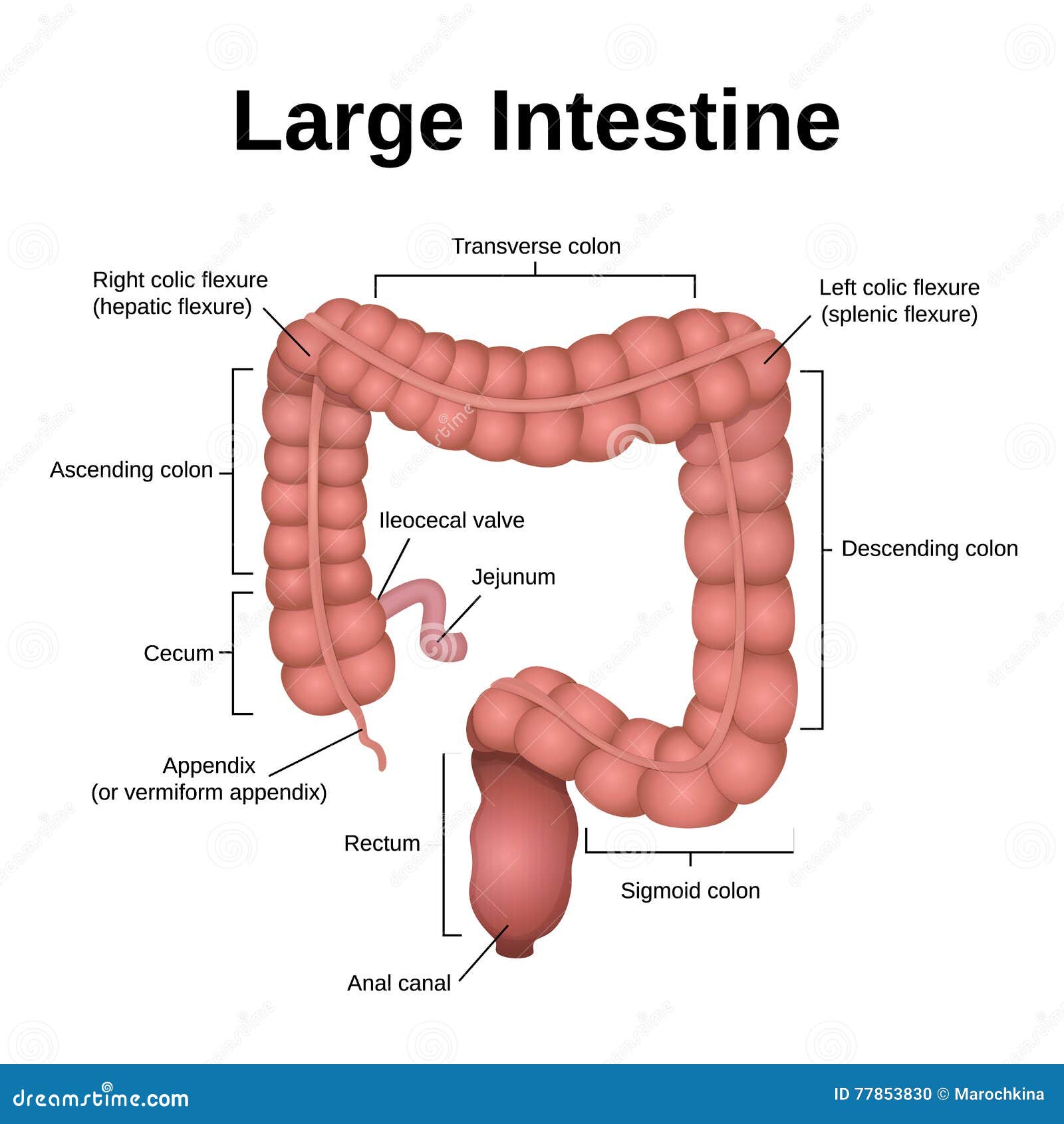 Intestino Da Imagem Do Trato Digestivo Ilustração do Vetor - Ilustração ...