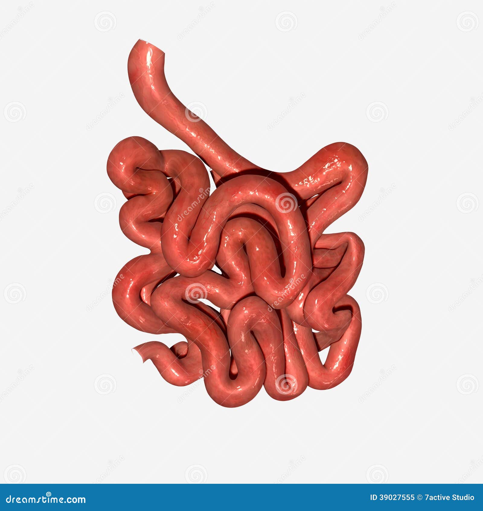 Intestino Delgado Foto de Stock - Imagem: 39027555
