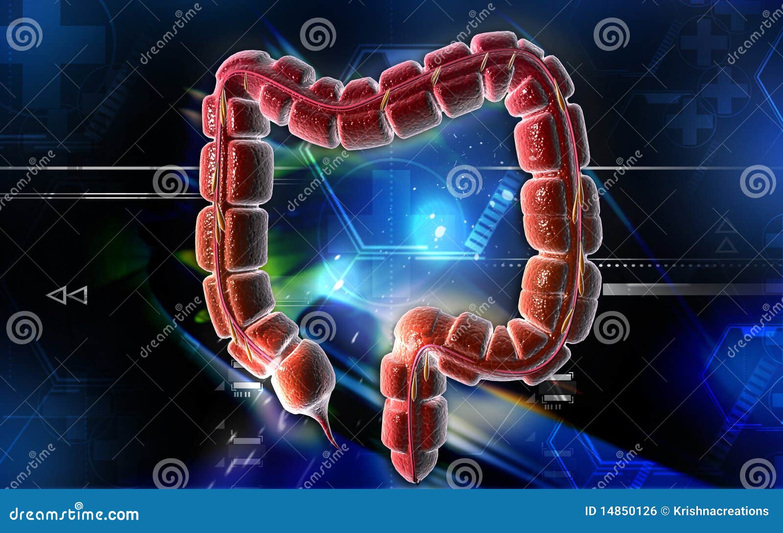 Intestino grande stock de ilustración. Ilustración de intestino - 14850126