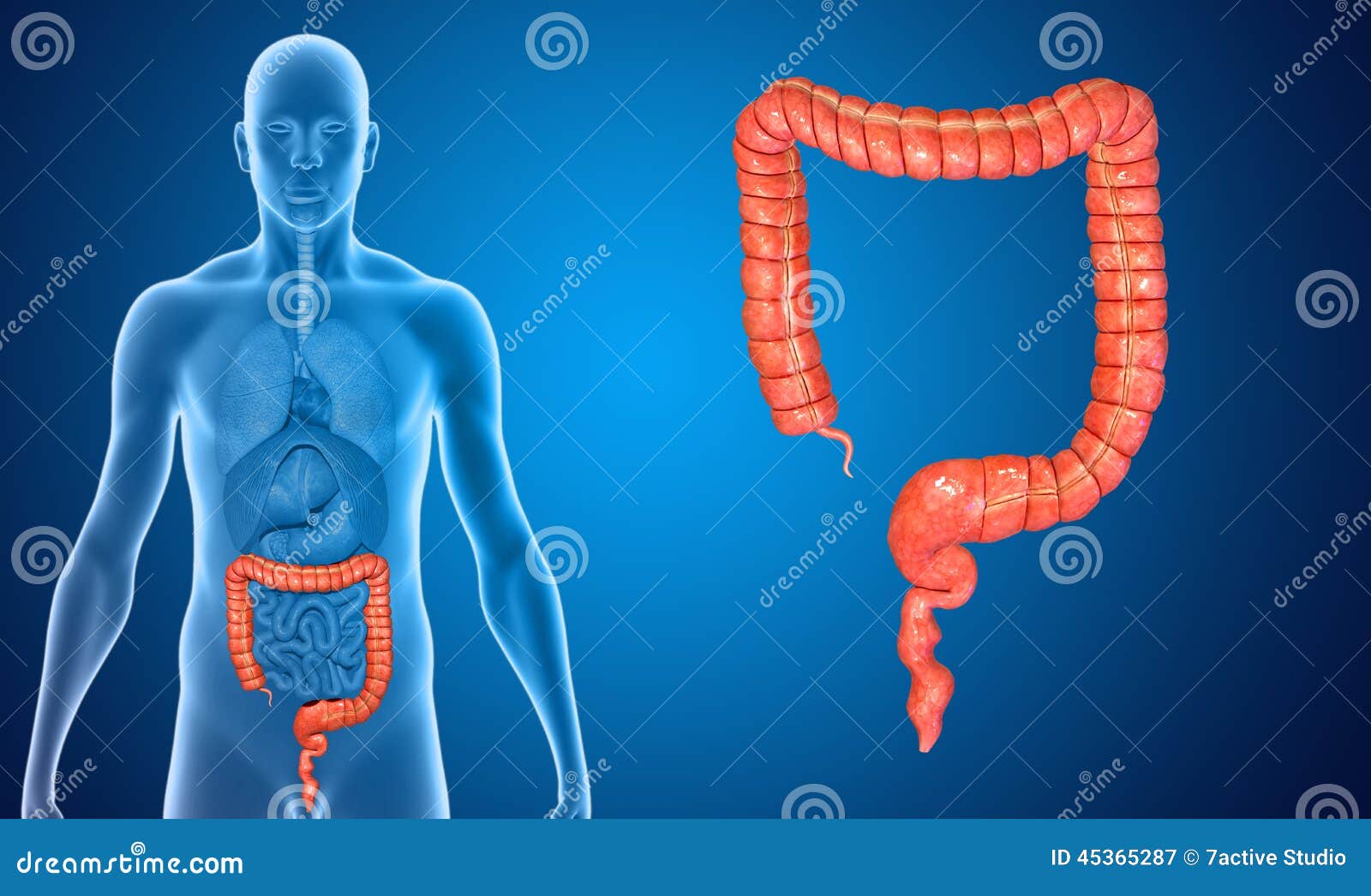 Intestino grande stock de ilustración. Ilustración de arte - 45365287