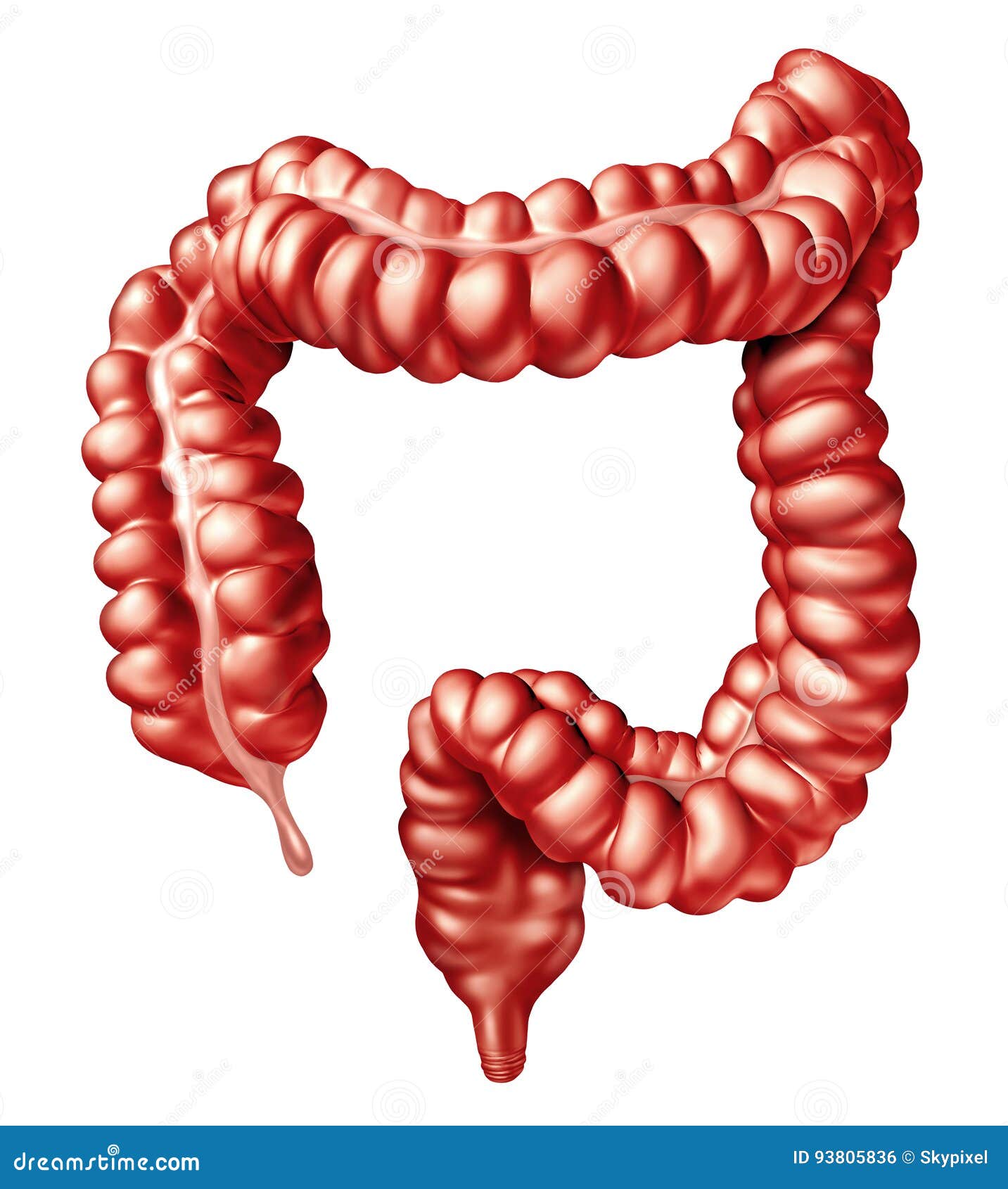 Intestino grande stock de ilustración. Ilustración de médico - 93805836