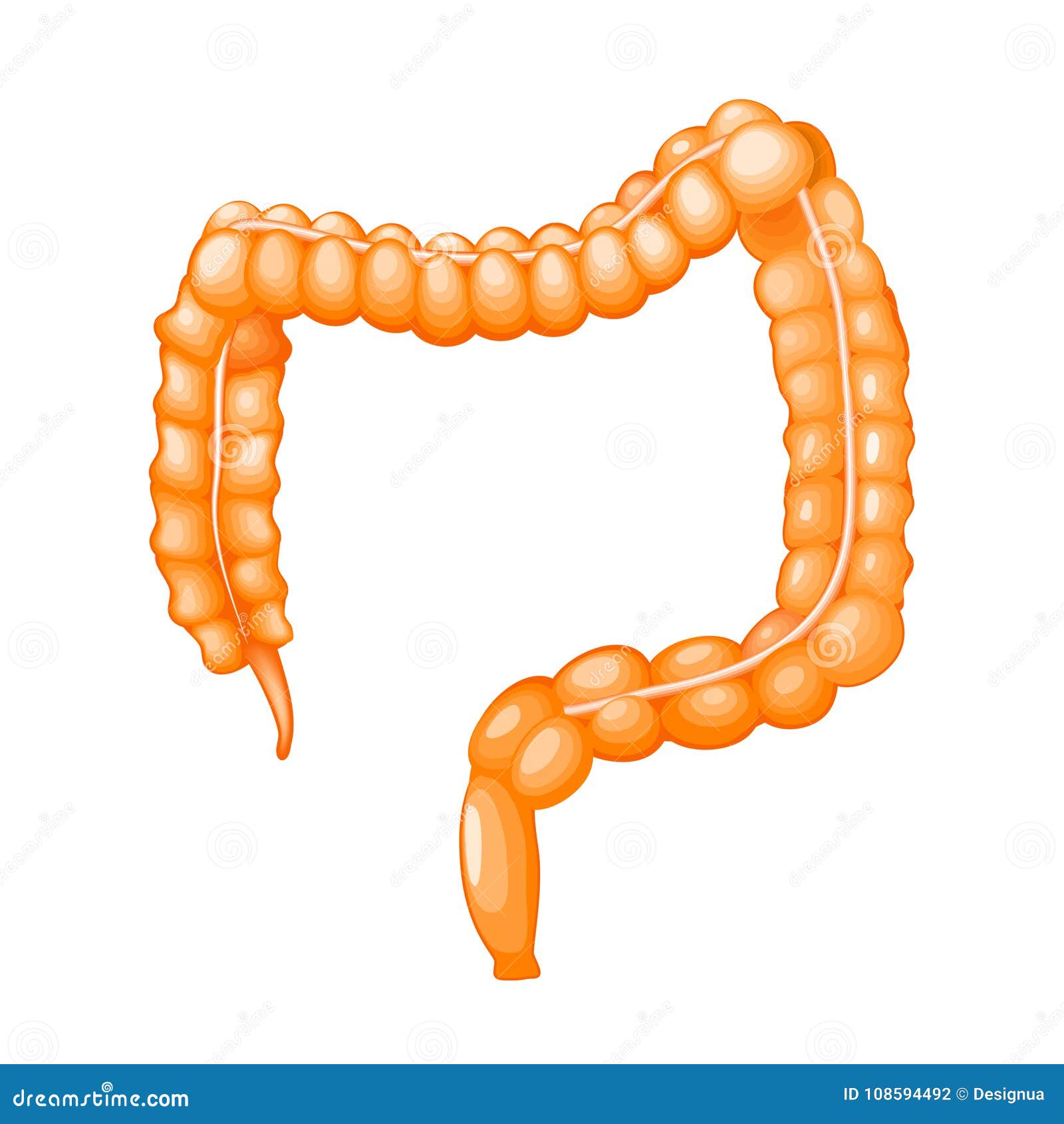 Intestino Grande Anatomía Humana Stock de ilustración - Ilustración de ...