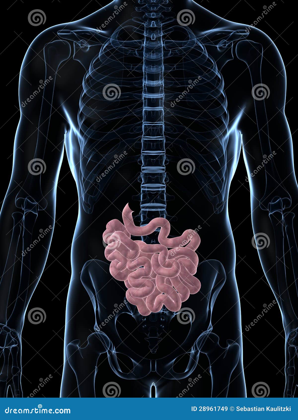 Intestino tenue umano illustrazione di stock. Immagine di highlight ...