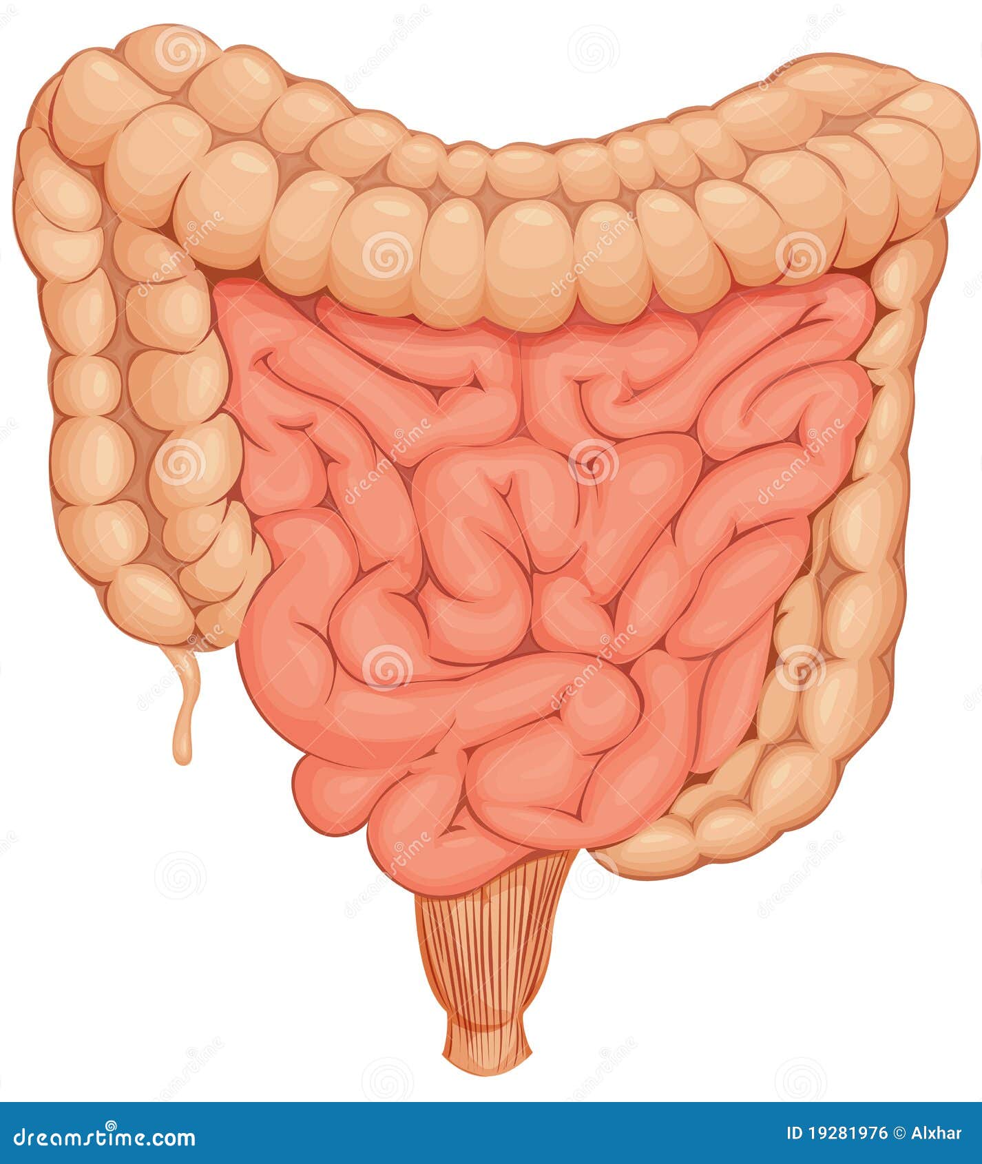 Intestinos Imagem de Stock Royalty Free - Imagem: 19281976