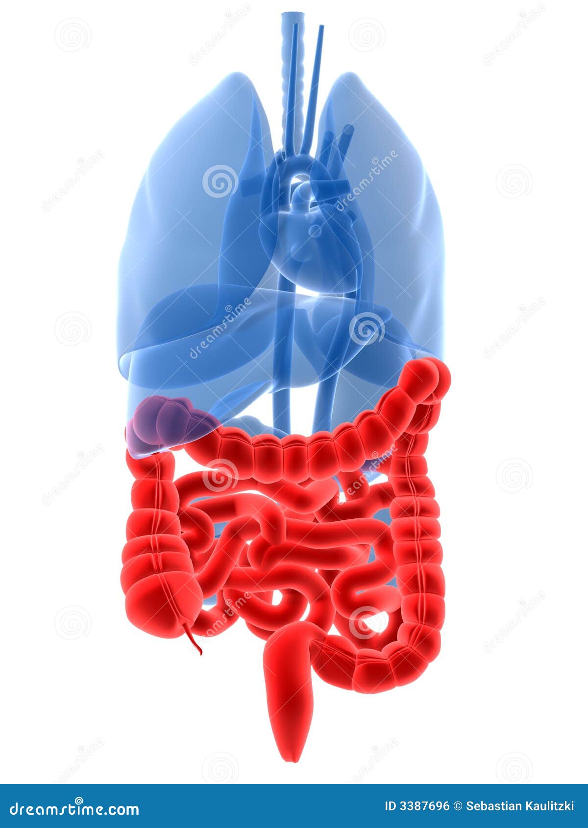 Intestinos ilustração stock. Ilustração de interno, abdômen - 3387696