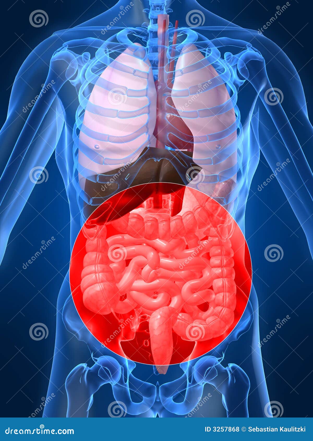 Intestinos destacados stock de ilustración. Ilustración de humano - 3257868