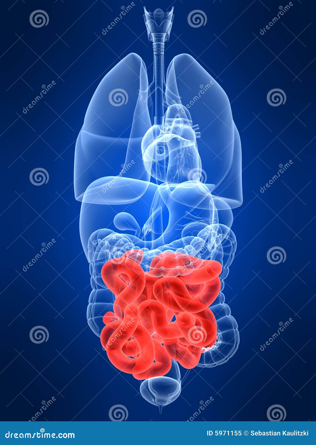 Intestinos destacados stock de ilustración. Ilustración de interno ...