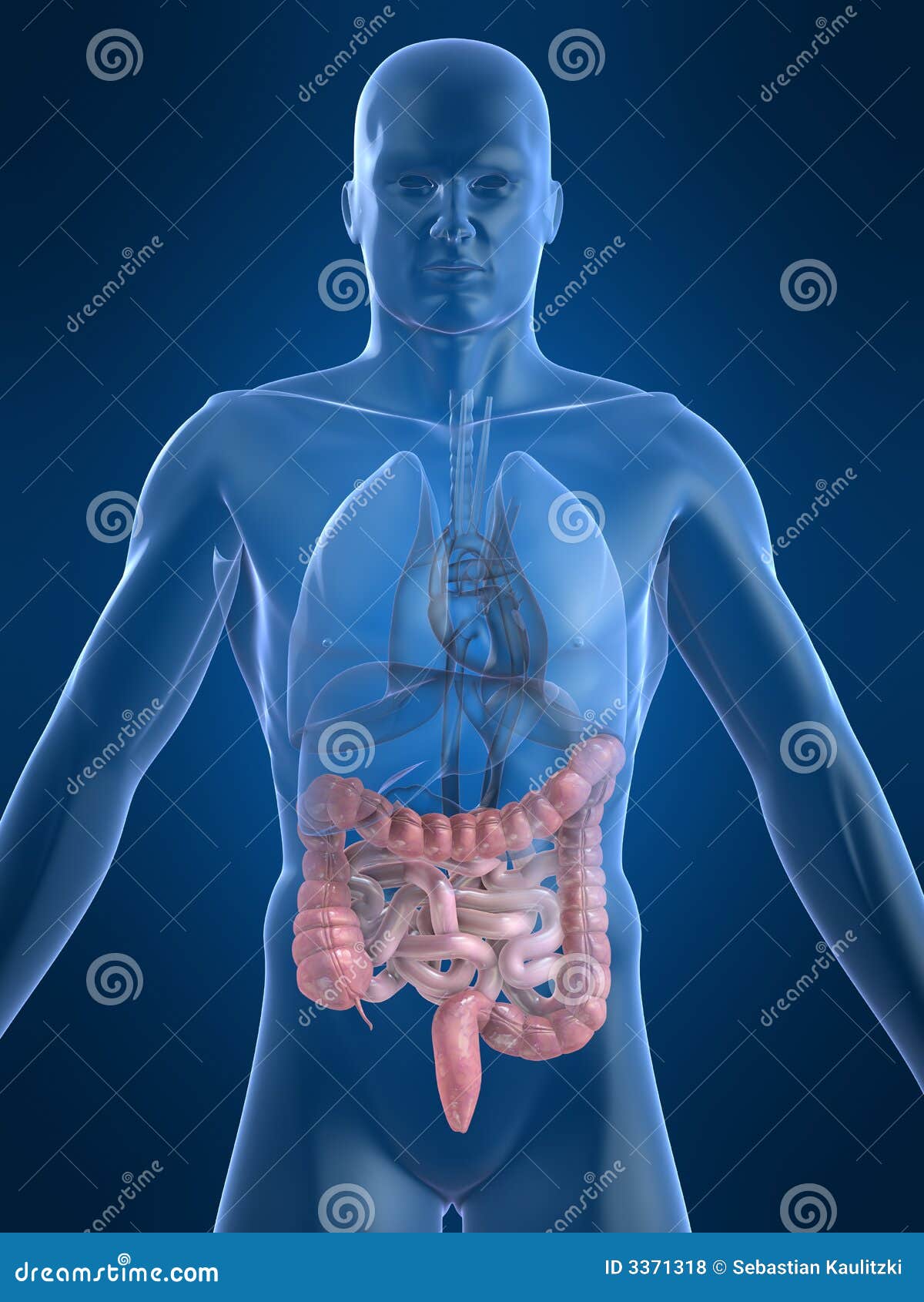 Intestinos humanos stock de ilustración. Ilustración de ilio - 3371318