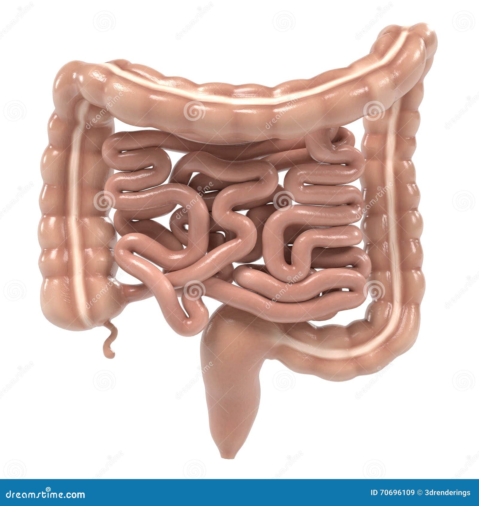 Intestinos humanos ilustração stock. Ilustração de cirurgia - 70696109