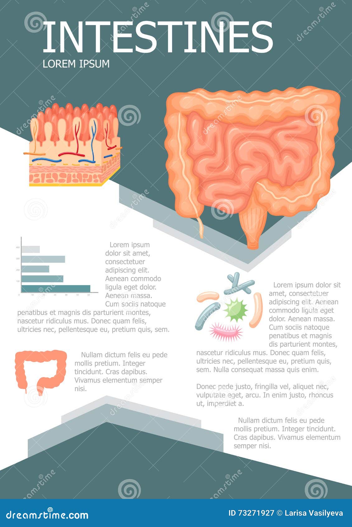 Intestinos Humanos Infographic Ilustração do Vetor - Ilustração de ...