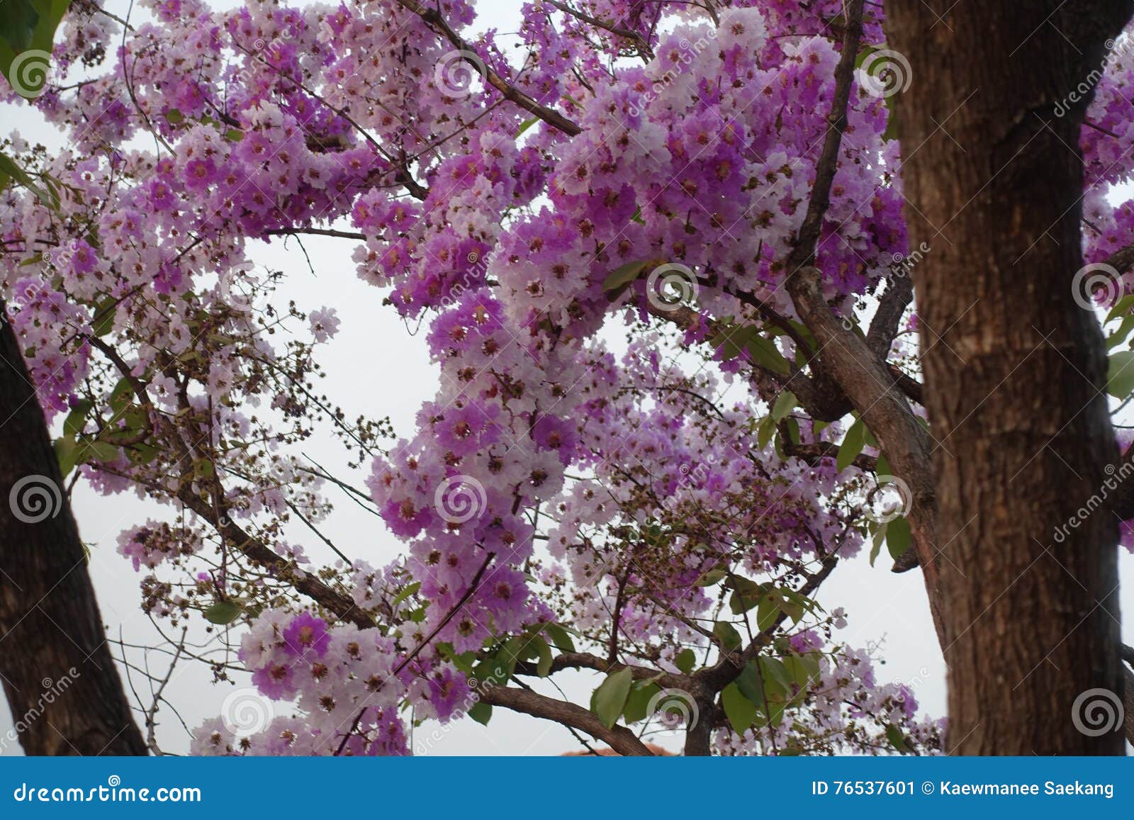 Inthanin Flowers or Queen Crape Myrtle Stock Image - Image of deciduous ...