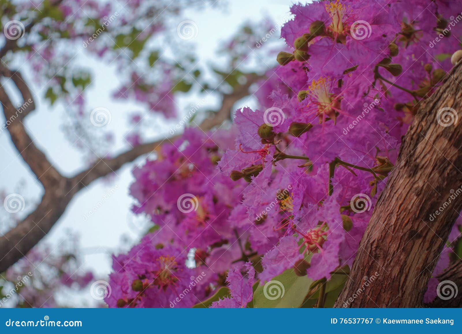 Inthanin Flowers or Queen Crape Myrtle Stock Image - Image of garden ...