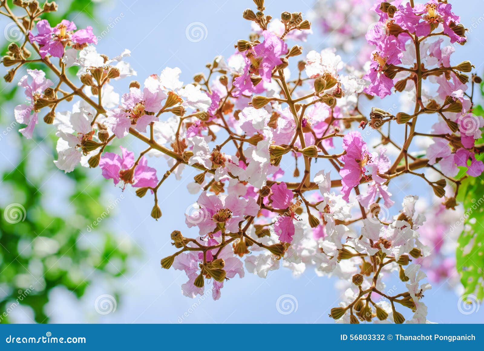 Inthanin flowers stock photo. Image of floriculture, leaves - 56803332