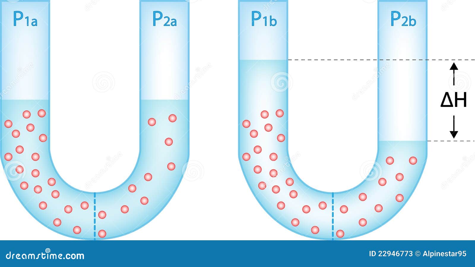 Intial And Final States Of Osmosis Cartoon Vector | CartoonDealer.com ...