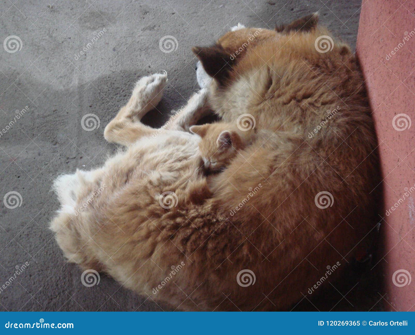 Intimate enemies stock image. Image of animal, enemies - 120269365