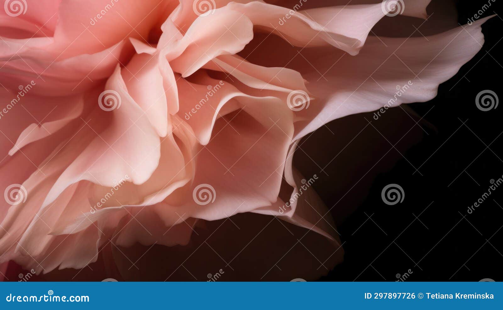 Intimate Look at the Soft Folds of a Pink Carnation, the Ruffled Edges ...