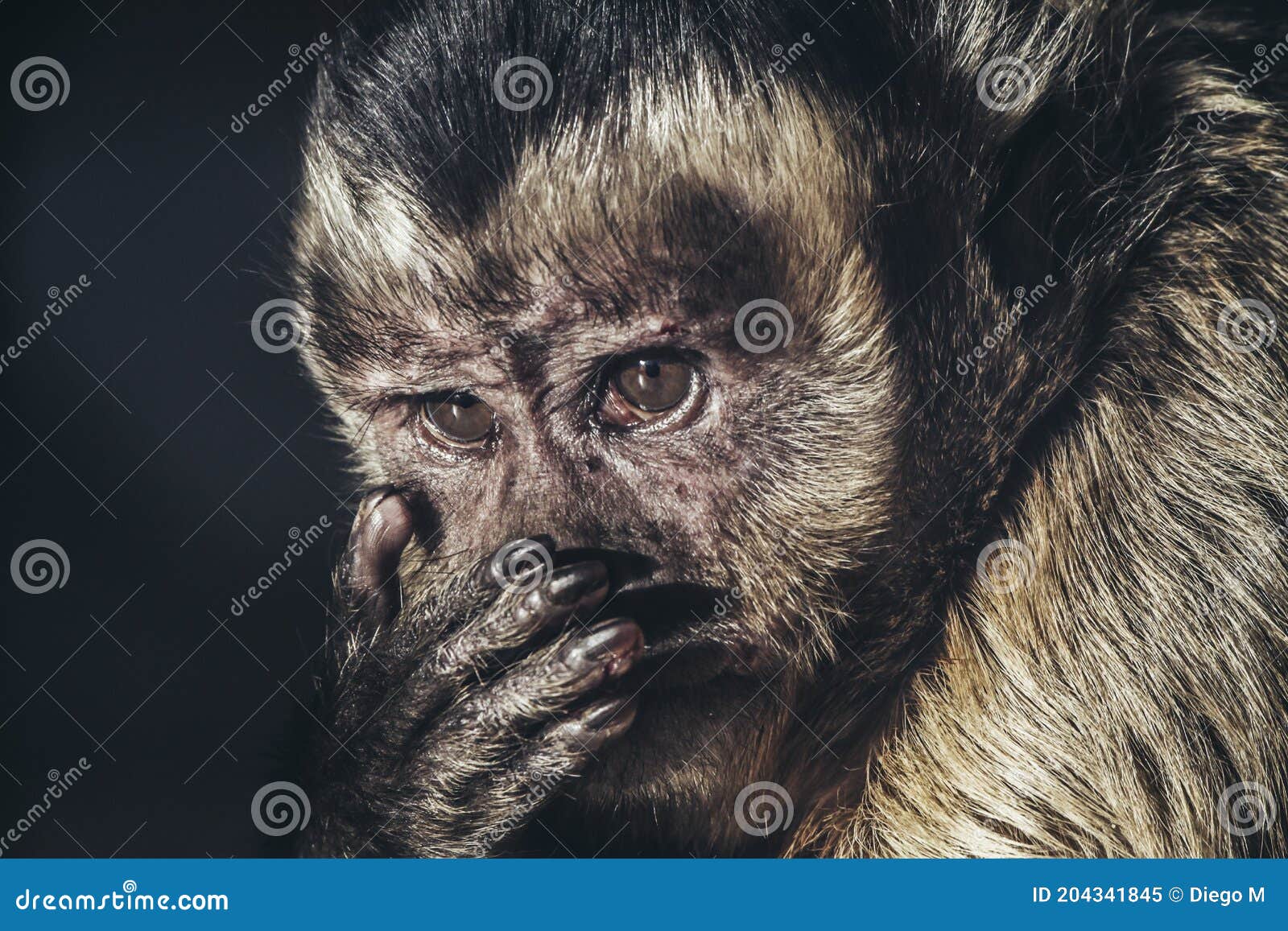 Intimate Monkey Portrait. Colors ... Stock Image - Image of japan ...