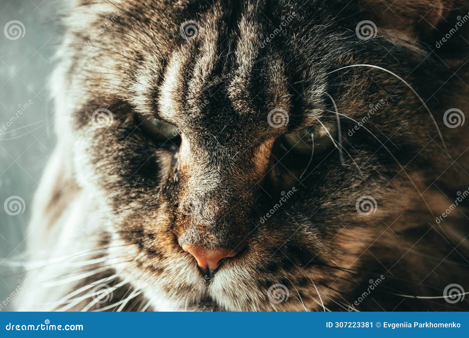 Intimate Portrait of a Tabby Cat Stock Image - Image of sharp ...