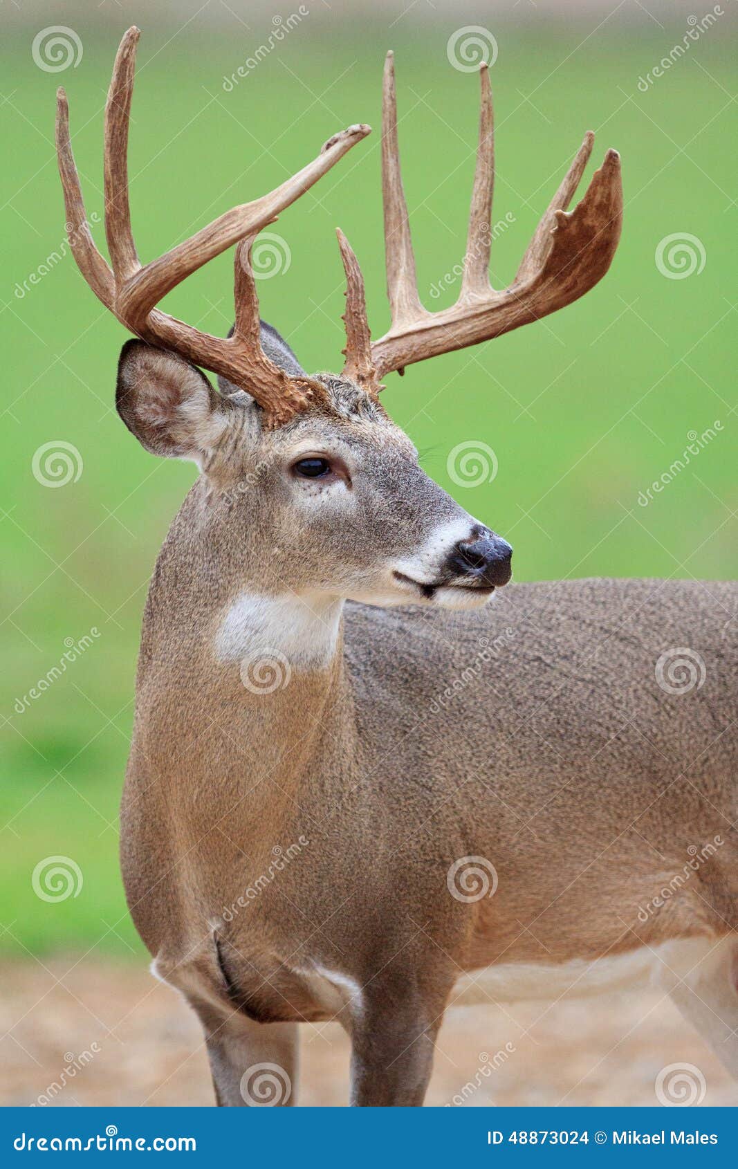 Intimate Portrait of Whitetail Buck Stock Photo - Image of massive ...