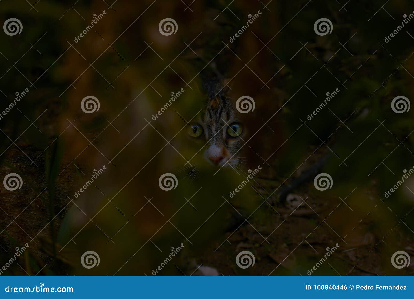 Intimidating eyes of a cat stock photo. Image of lion - 160840446