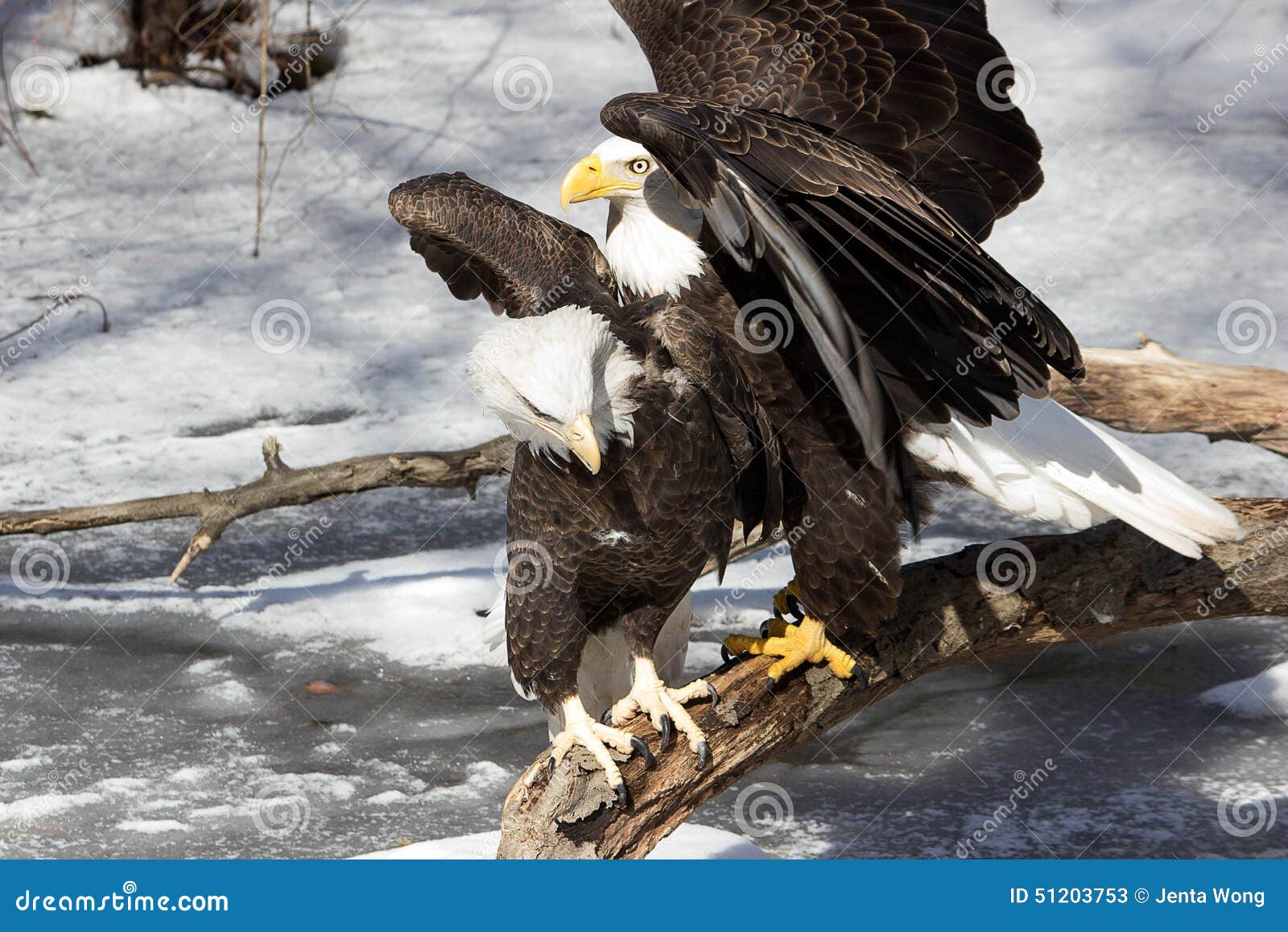 Intimidation stock image. Image of tree, winter, bird - 51203753