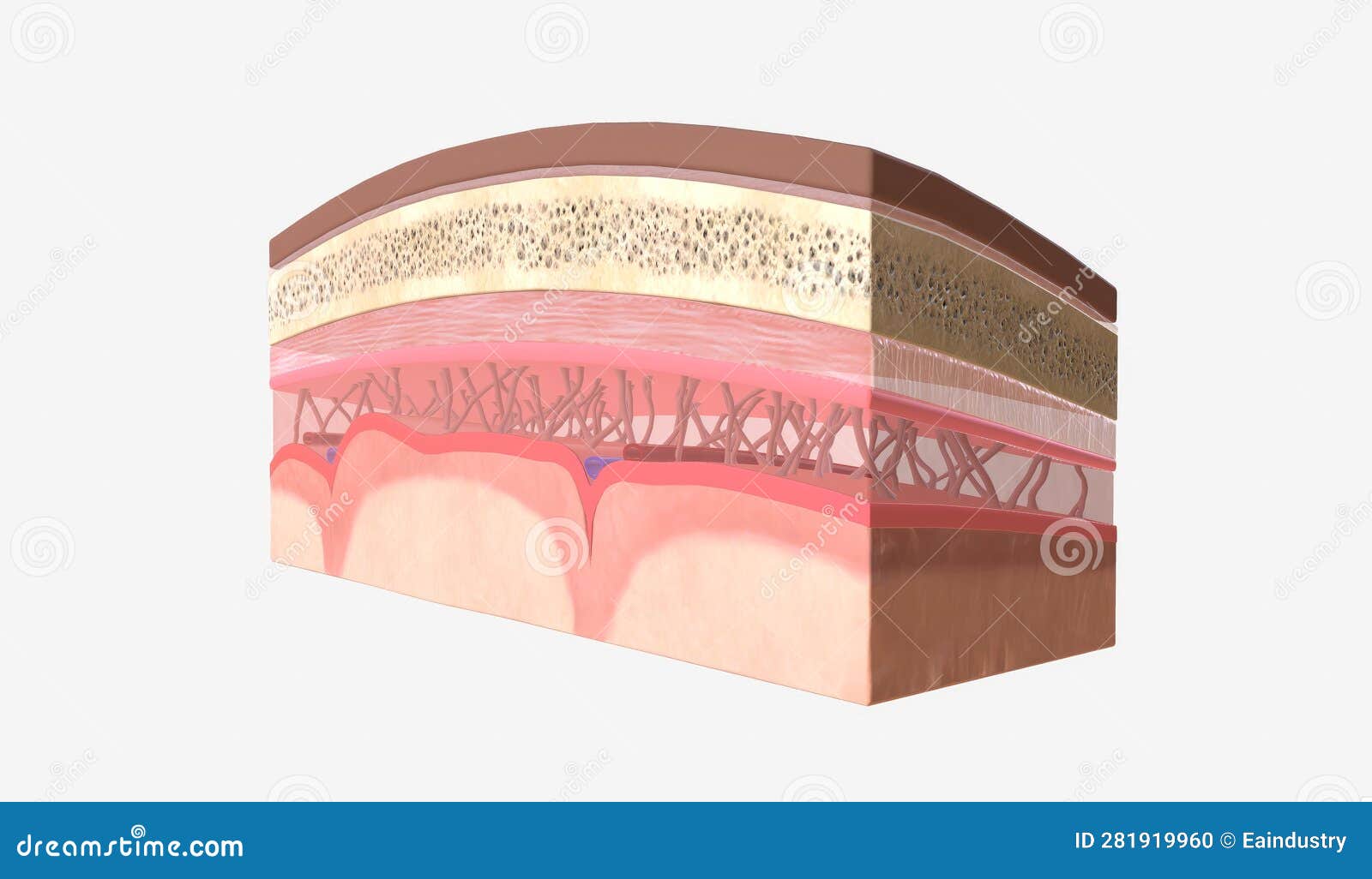 Intracranial Pressure and Cerebrospinal Fluid Stock Illustration ...