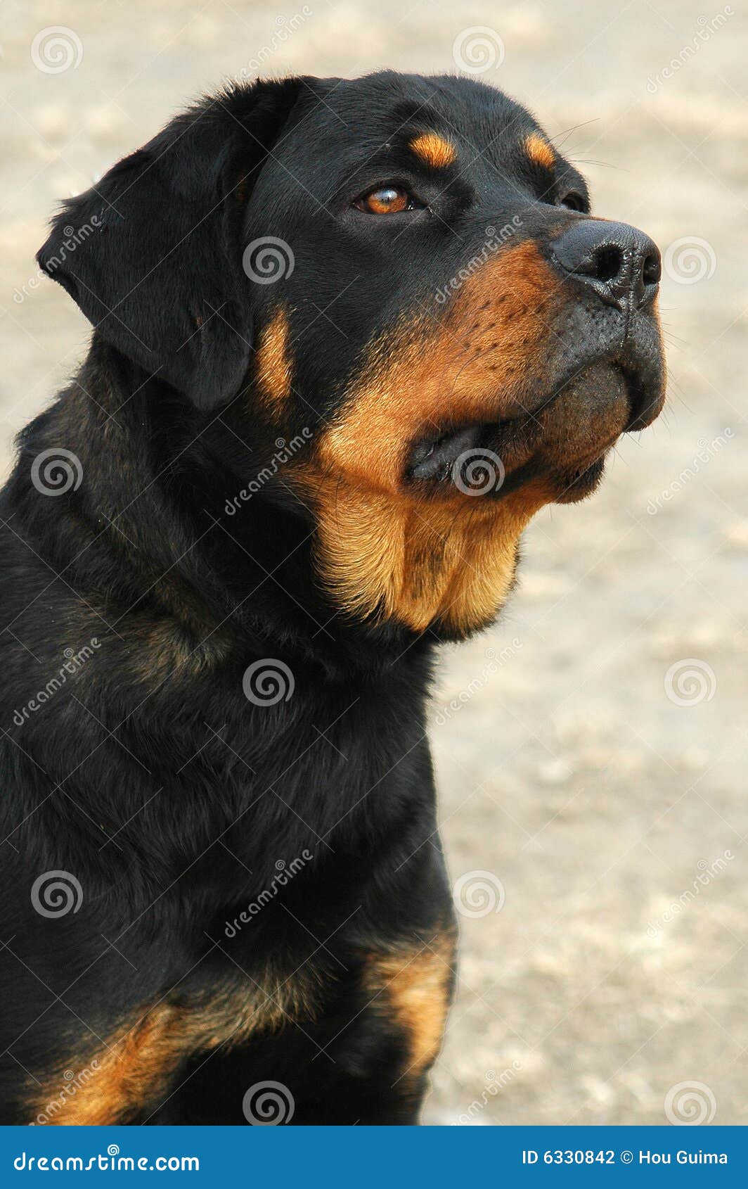 Intrepid Rottweiler,Head Up Stock Photo - Image of alertness, physical ...