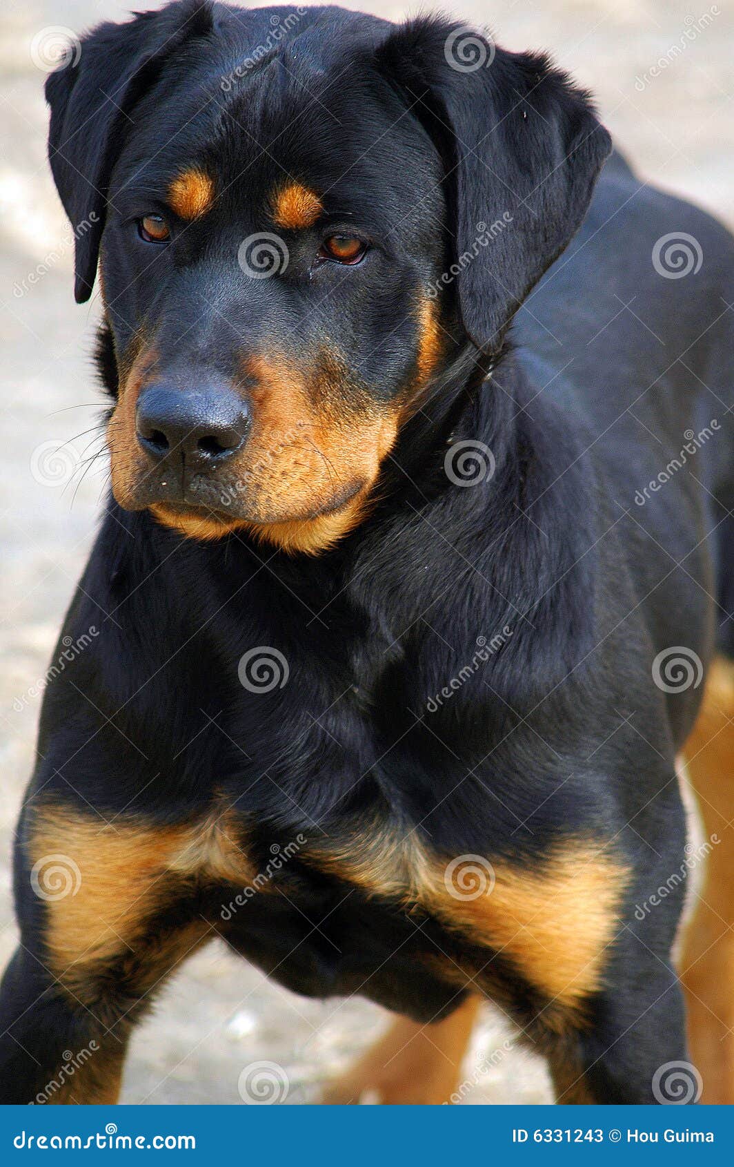 Intrepid Rottweiler,Head Up Stock Image - Image of black, dogs: 6331243