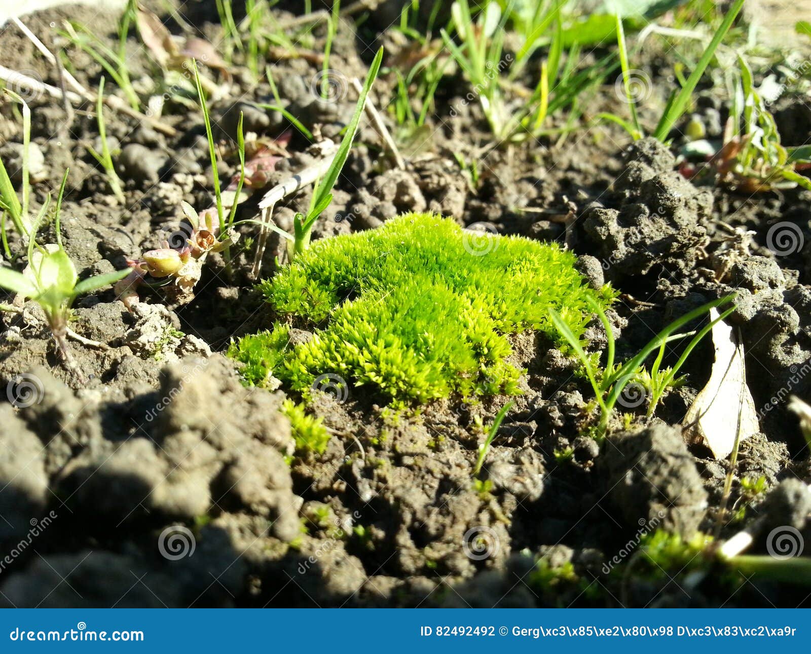 Intresting moss stock photo. Image of flower, rainy, summer - 82492492